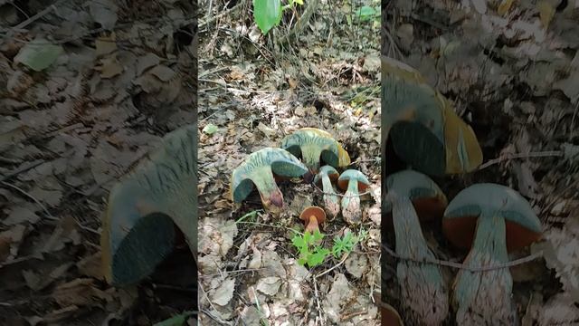 Дубовик оливково-бурый (Boletus luridus)