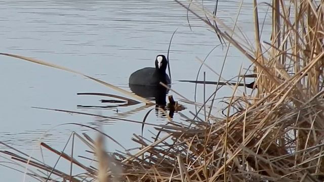 Лысуха пастушковые