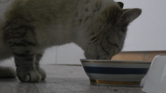 Кошка Мурзилка пьёт