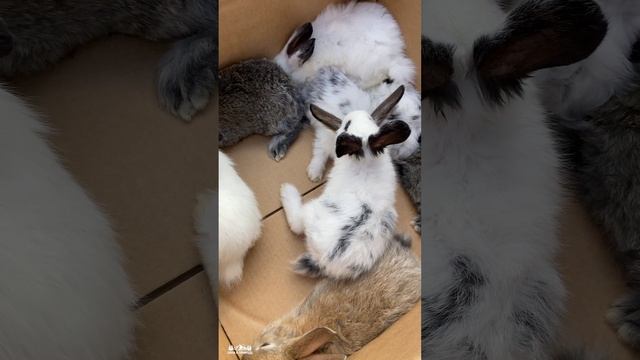 Кролики крольчиха и крольчата обзор