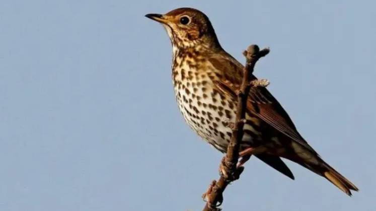 Как в стае птицы дней вереницы