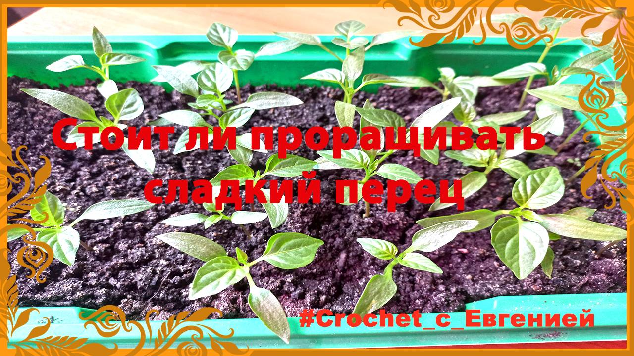 Стоит ли проращивать сладкий перец (экспериментирую)
