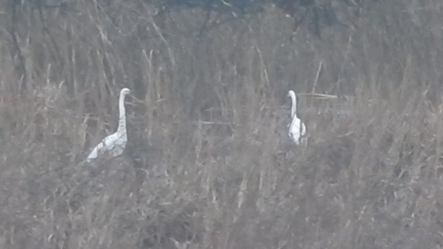 Цапли белые. Заводь