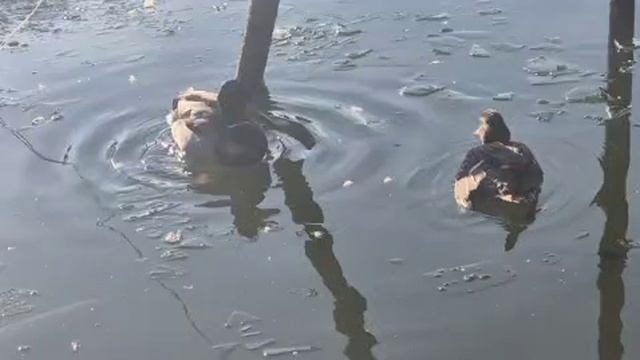 Селезень поет и танцует)