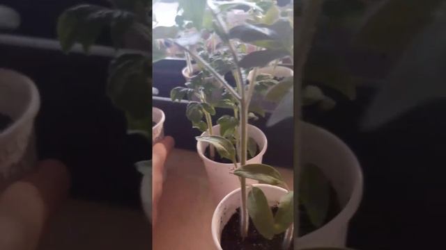 РАССАДА ТОМАТОВ ГНОМОВ - Каждый сорт индивидуально развивается