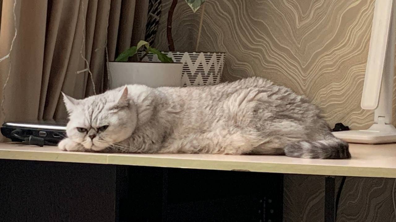 Алисе грустно