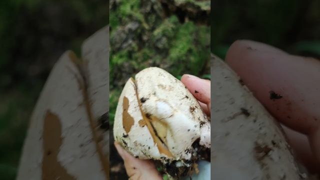 Гриб Весёлка Обыкновенная в лесу