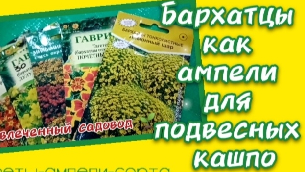 Бархатцы как ампели, мой выбор..mp4