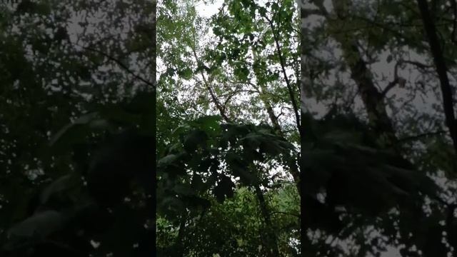 #shorts_ОТЛИЧИТЕЛЬНЫЕ_ОСОБЕННОСТИ_МАГИИ #ФАКЕЛ_ГЕКАТЫ_ЛОЛИТА