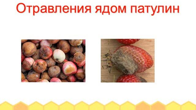 Профилактика немикробных отравлений (отравление ядом патулин)