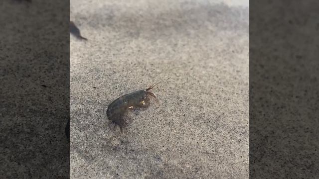 Териберка палатка пляж #shorts video