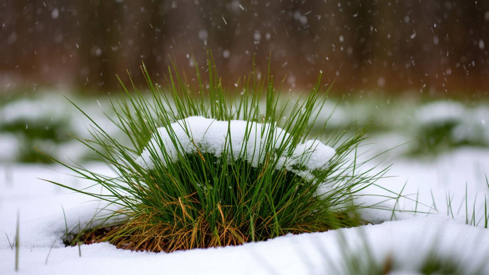 Песня 2025 Федор Тютчев — Зима недаром злится