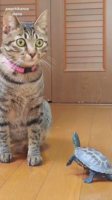 Котейка и черепаха.