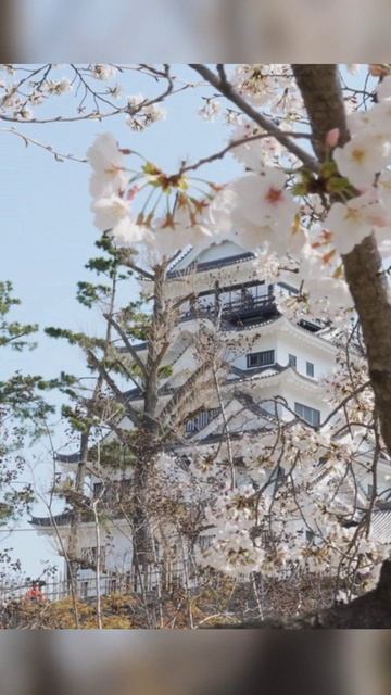 Цветение сакуры в Японии