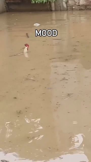 Аквапетух 😎