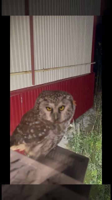 Дратути! Это я!