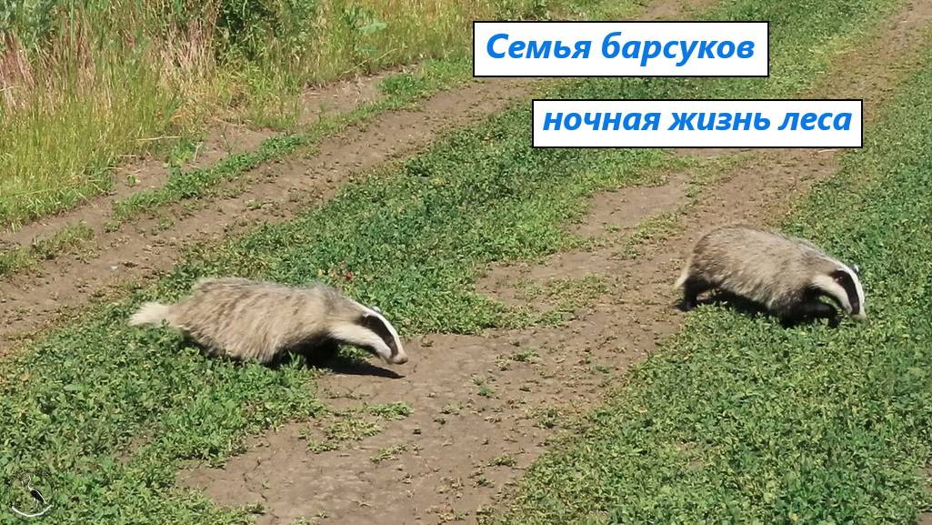 Семья барсуков: барсук в тумане, а у одного зверя что-то с глазом. Сидят как медведи 27.03.25