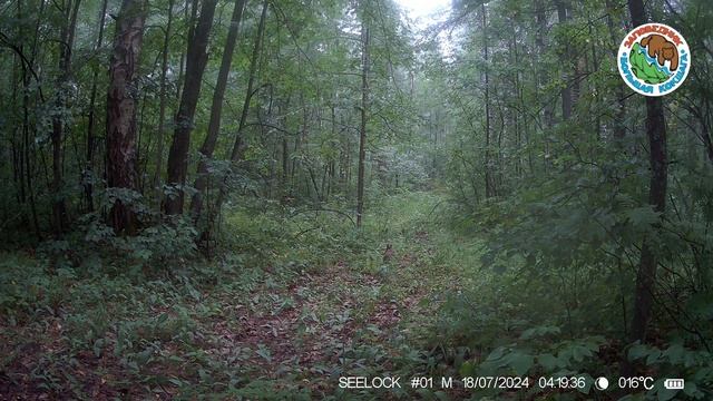 18.07.2024.Заяц-беляк.Заповедник Большая Кокшага.Бежит по лесу, ест траву