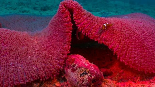 Мир, скрытый под волнами