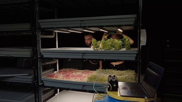 Виола / Черенкование / Аэропоника / Часть 2