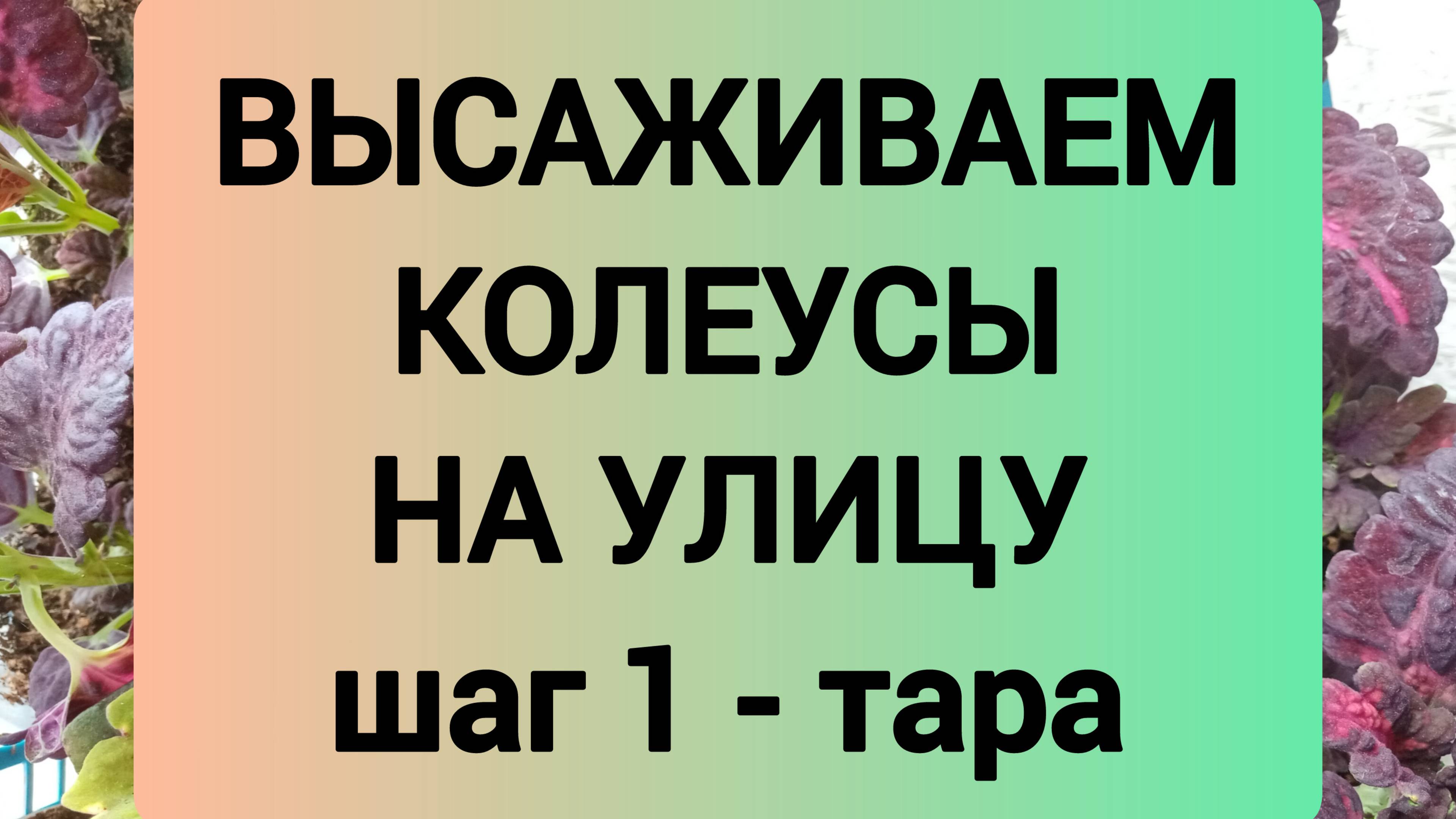 ВЫСАЖИВАЕМ КОЛЕУСЫ НА УЛИЦУ шаг 1 тара