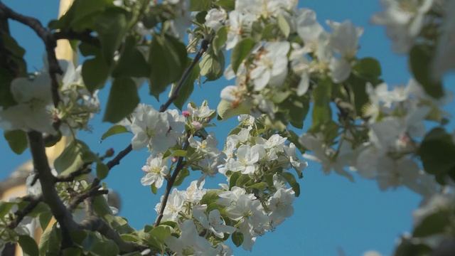 Цветущий сад моя Рязань. wide