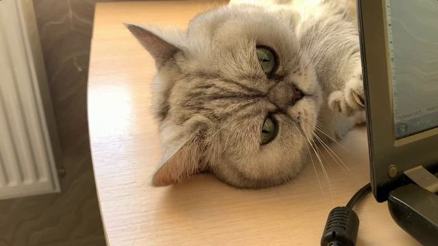 Наша помощница