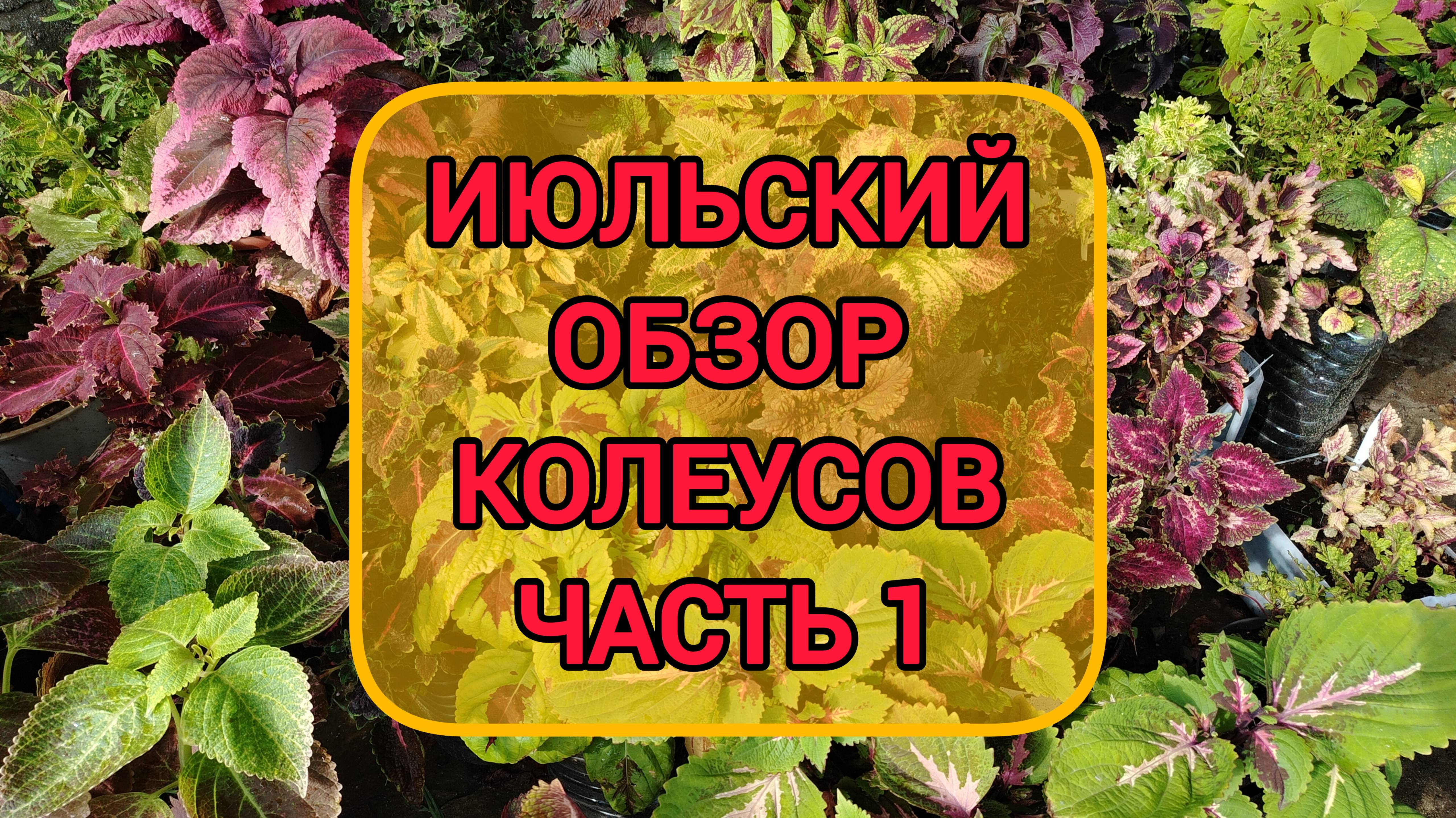 ИЮЛЬСКИЙ ОБЗОР КОЛЕУСОВ ЧАСТЬ 1