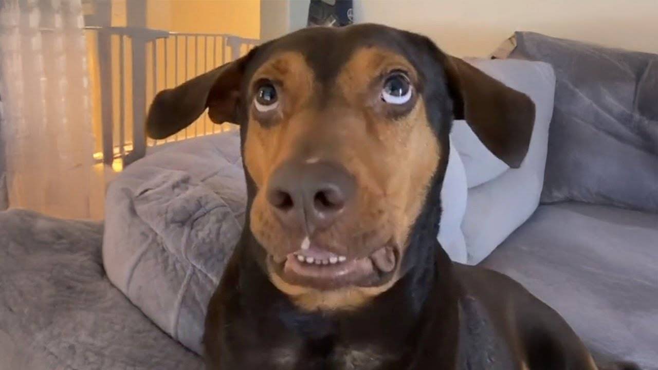 Хотите ли вы завести собаку? 😂