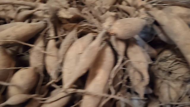 Клубни георгин из Голландии.
Весна 2025 год. Поступление.
#shorts