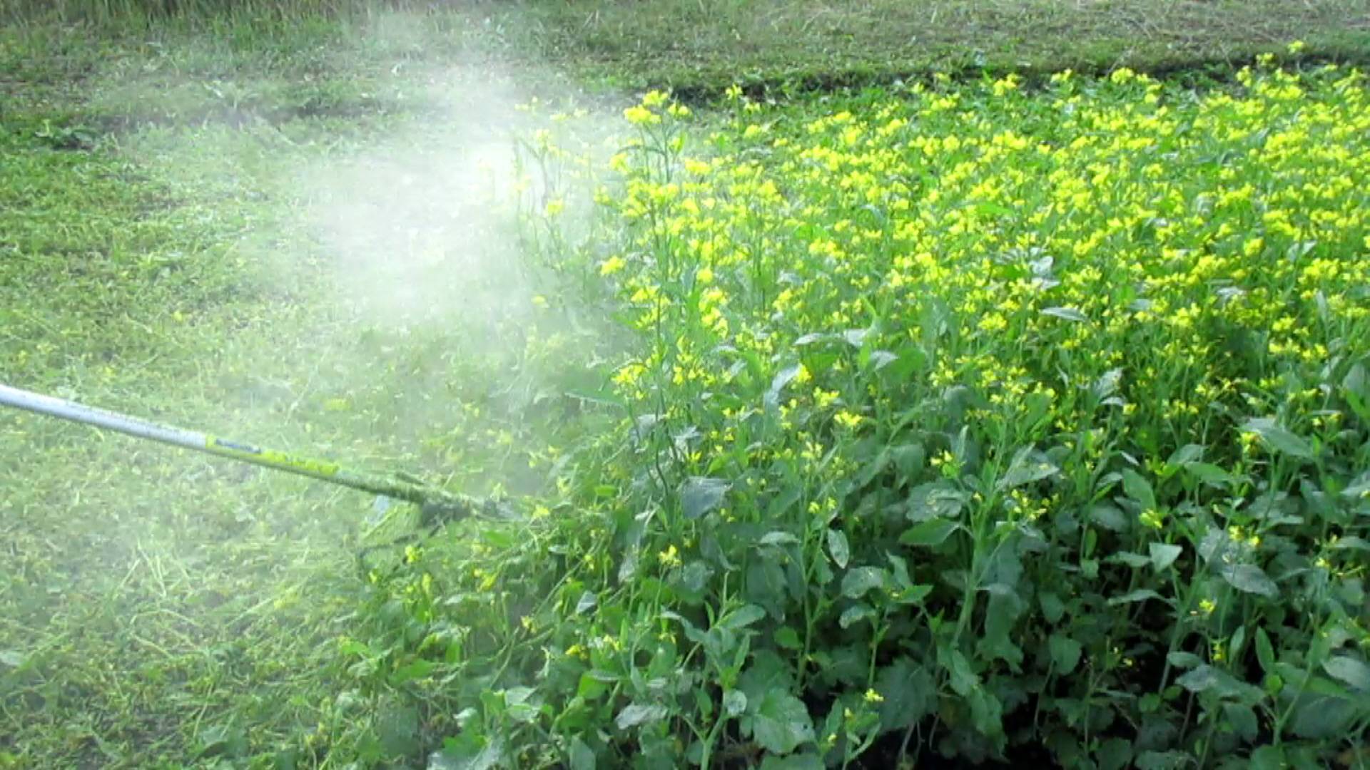 29 сентября. Пора косить горчицу.