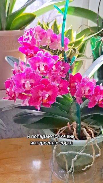 #ФАЛЕНОПСИС с ароматом одуванчиков😍Огненные глаза/Счастливая звезда/Полный роспуск #орхидеи #цветы