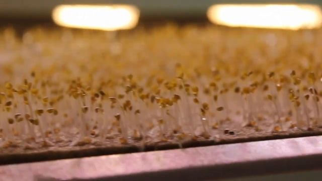 ПОСАДКА И ВЫРАЩИВАНИЕ РУККОЛЫ / РЕАЛЬНЫЙ ОПЫТ / АЭРОПОНИКА / МИКРОЗЕЛЕНЬ