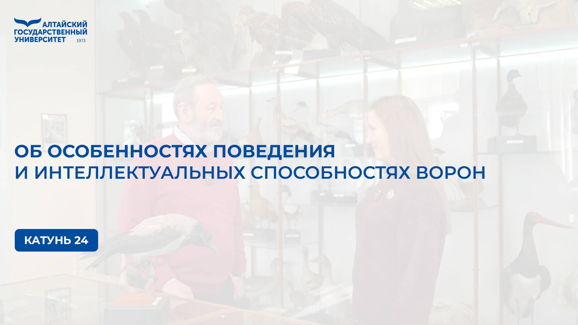 Об особенностях поведения и интеллектуальных способностях ворон | Катунь 24