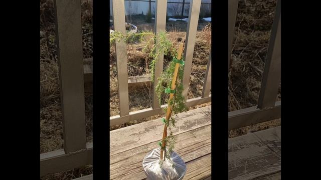 Распаковка первой в этом году посылки с хвойными