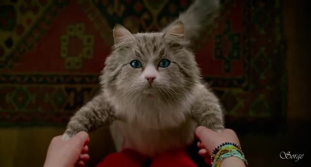 Федосей - Я Любимый Всеми Кот