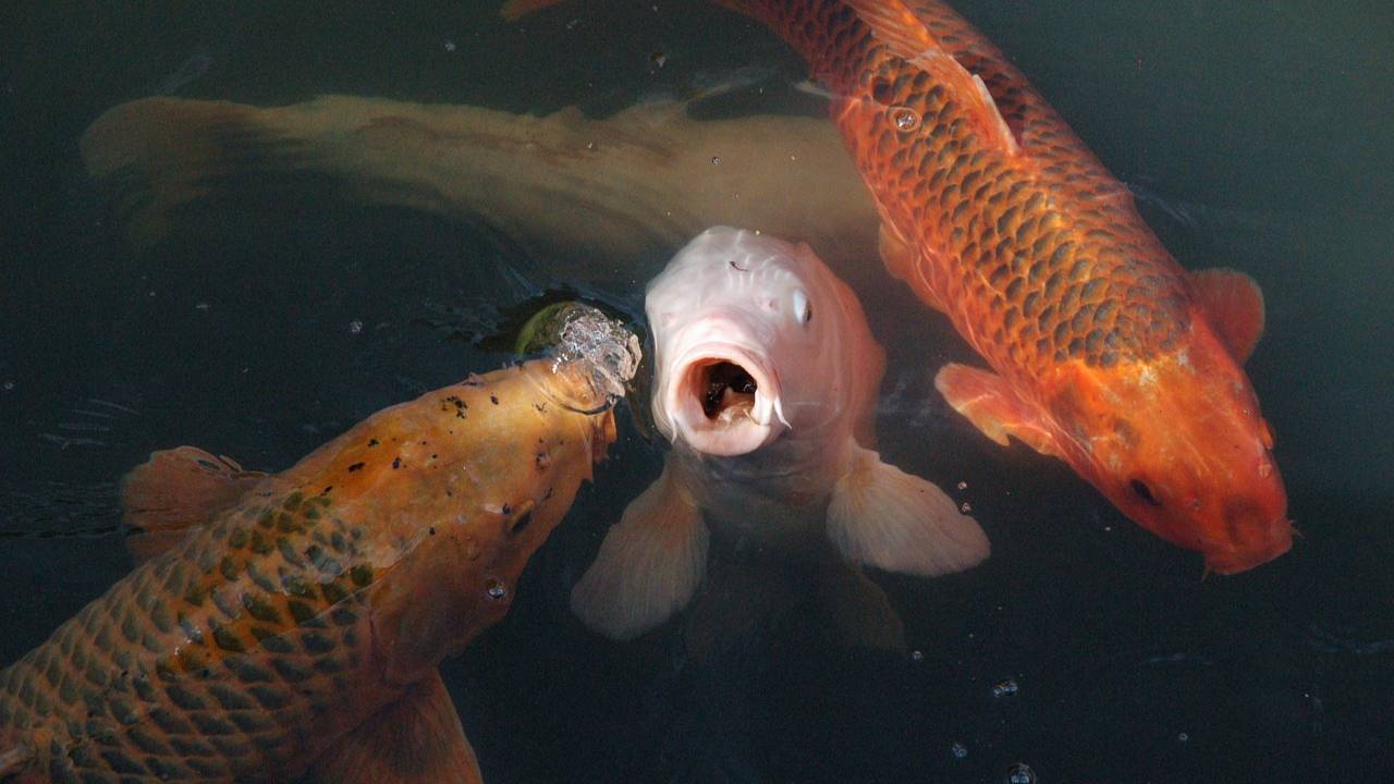 РР4 Озеро Медное — цветные карпы Русская Рыбалка 4  (86 серия)