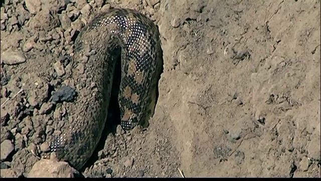 С ГОДОМ ЗМЕИ