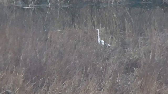 Цапля белая. Заводь