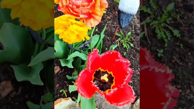 Тюльпаны -улыбка весны 2024 года.