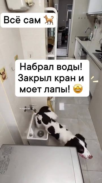 собака сама моет себе лапы после прогулки