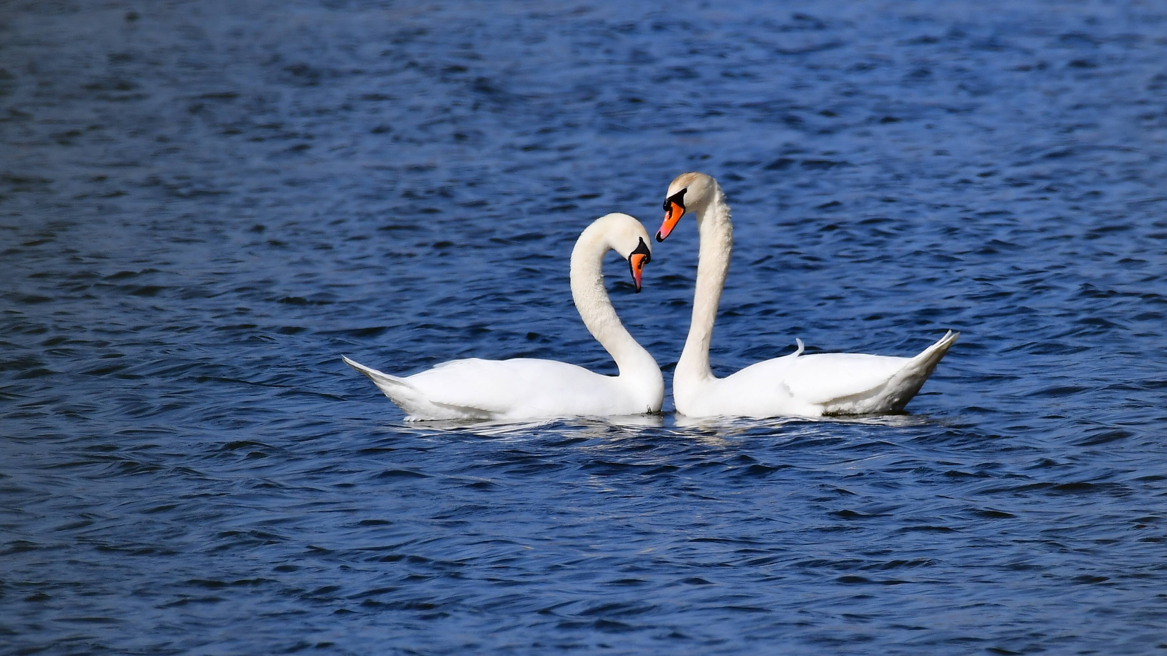 Гуси - лебеди. Фото дикой природы. Фото автора.