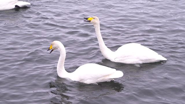 "ПУТЕВОДИТЕЛЬ ДИАЛОГОВ" Лебединый заказник на Алтае.