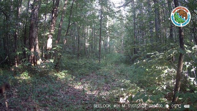 17.07.2024.Заяц-беляк.Заповедник Большая Кокшага.Бежит по лесу