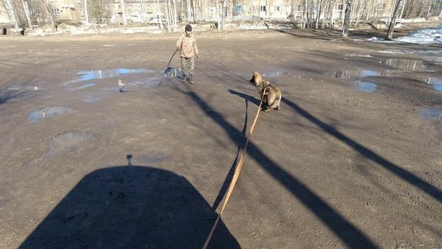 Защитный раздел (Раскусывание щенка). 1 занятие. Возраст 4 месяца