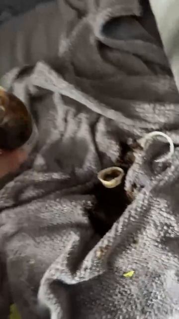 Завели собаку😀