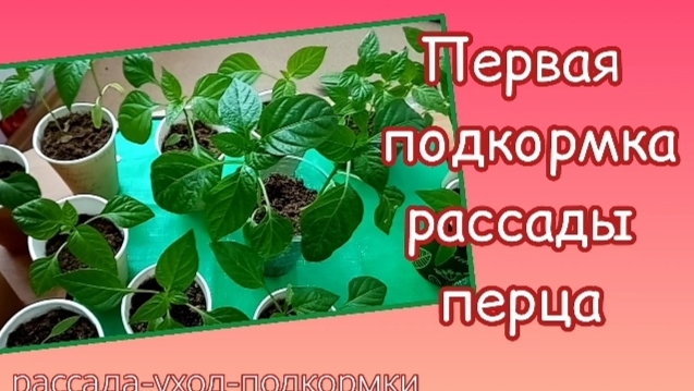 Чем подкормить рассаду перцев первый раз?