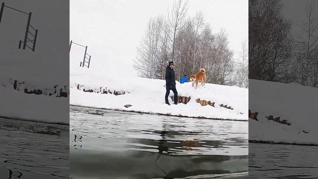 Волхонка плавание в декабре #shorts video