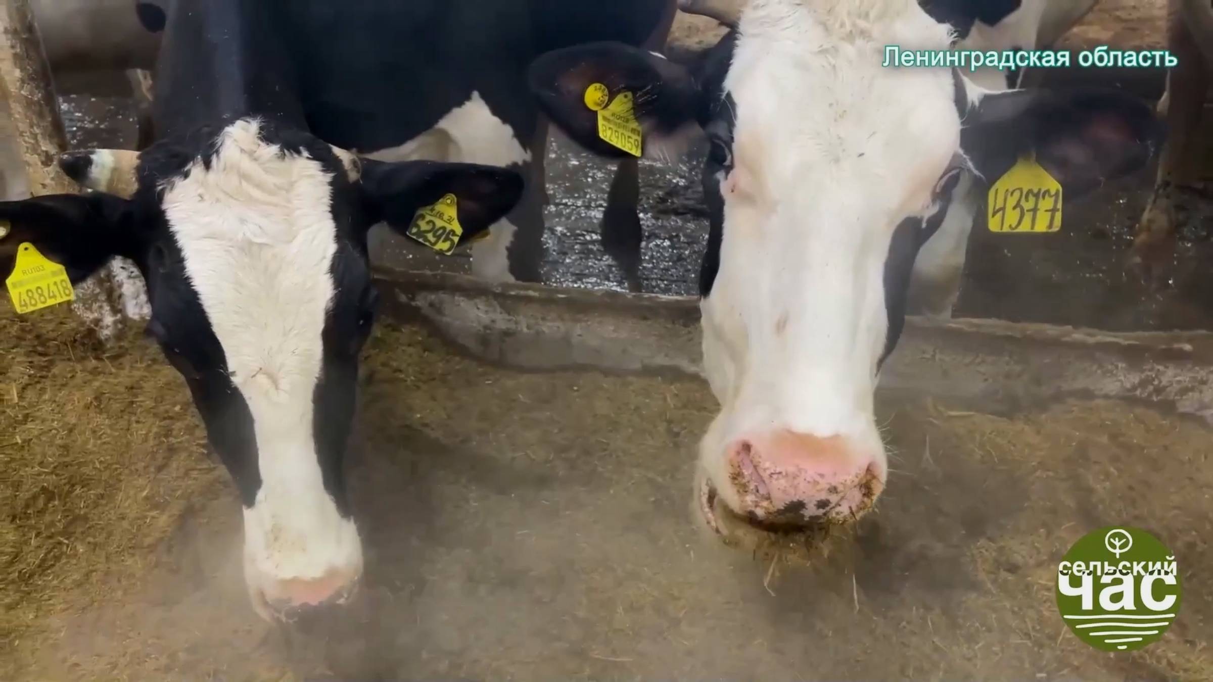 Генетический потенциал и уход - залог высокой продуктивности