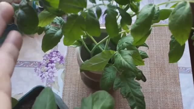 2011.  Караул, рассада тянется! Апрель,(21.04.2020 г.)